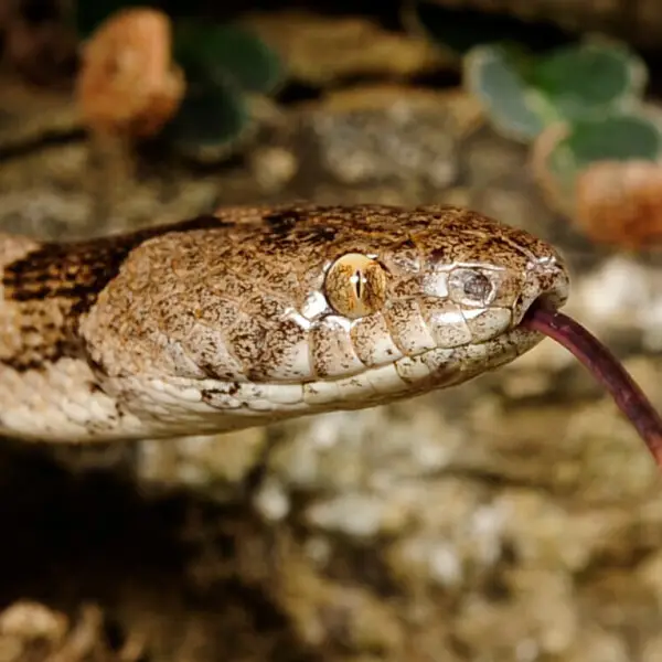 European cat snake - Facts, Diet, Habitat & Pictures on Animalia.bio