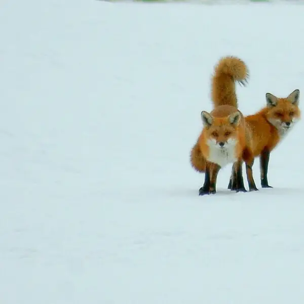 Cascade red fox - Facts, Diet, Habitat & Pictures on Animalia.bio