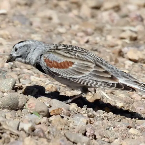 Thick-billed longspur - Facts, Diet, Habitat & Pictures on Animalia.bio