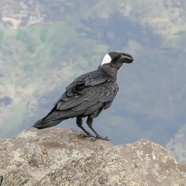 Thick-billed raven - Facts, Diet, Habitat & Pictures on Animalia.bio