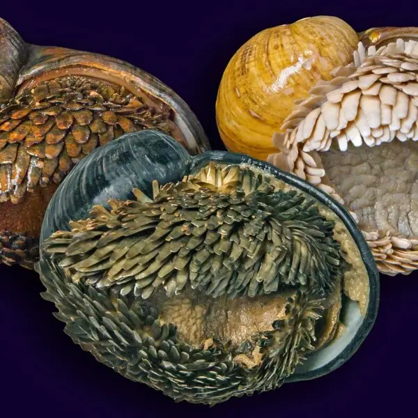 Scaly-foot snail - Facts, Diet, Habitat & Pictures on Animalia.bio