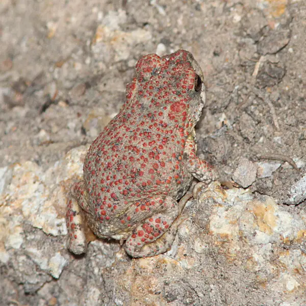 Red-spotted toad - Facts, Diet, Habitat & Pictures on Animalia.bio