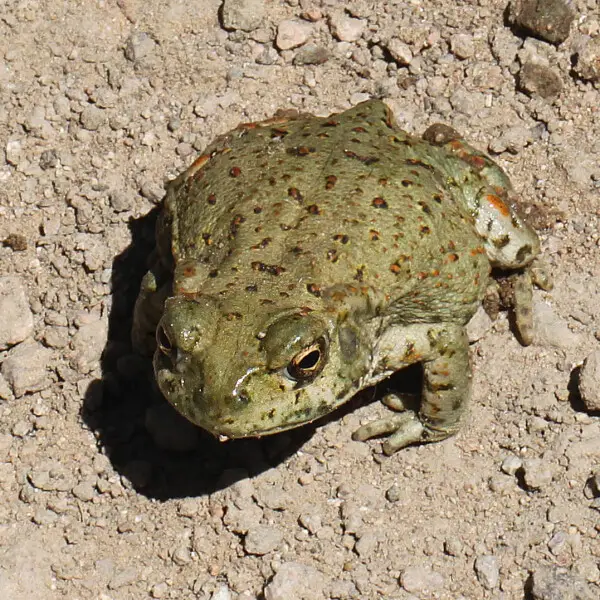 Red-spotted toad - Facts, Diet, Habitat & Pictures on Animalia.bio