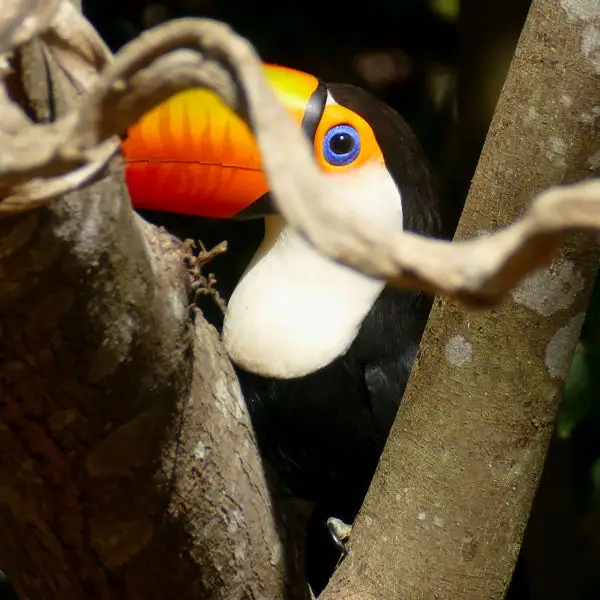Toco Toucan - Facts, Diet, Habitat & Pictures on Animalia.bio