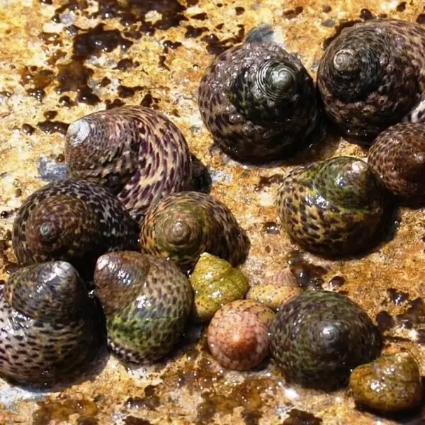 Phorcus turbinatus - факти, дієта, ареал і фотографії на Animalia.bio