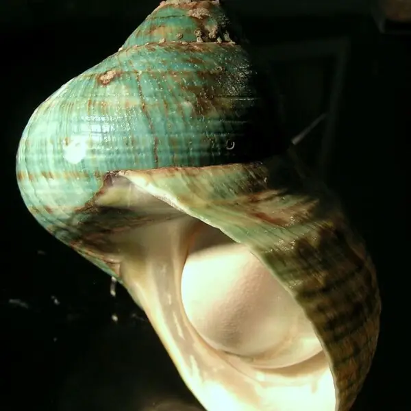Turbo imperialis - Facts, Diet, Habitat & Pictures on Animalia.bio