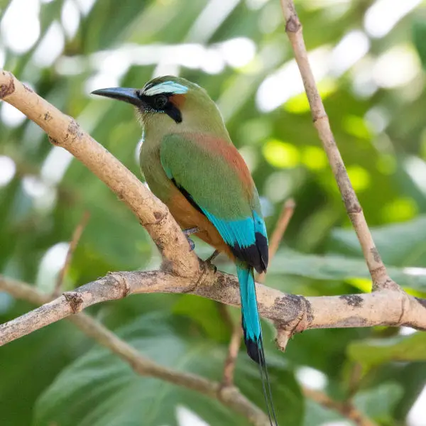 Turquoise-Browed Motmot - Facts, Diet, Habitat & Pictures on Animalia.bio