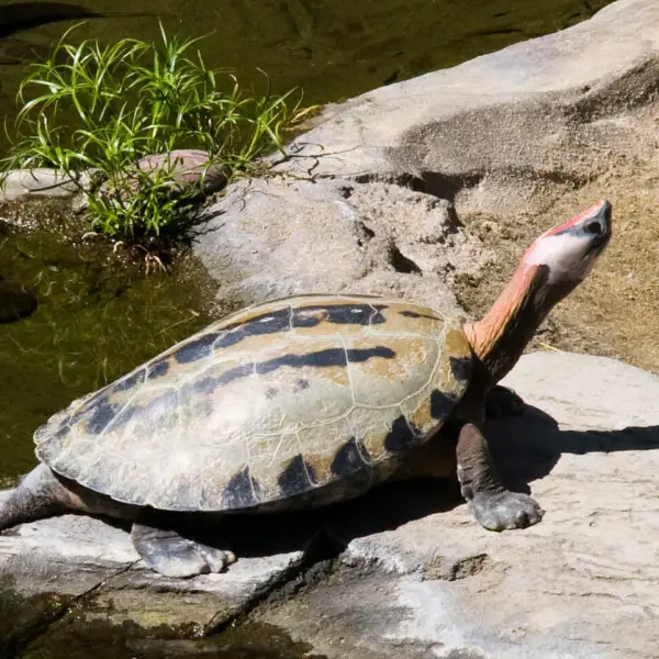 Painted terrapin - Facts, Diet, Habitat & Pictures on Animalia.bio