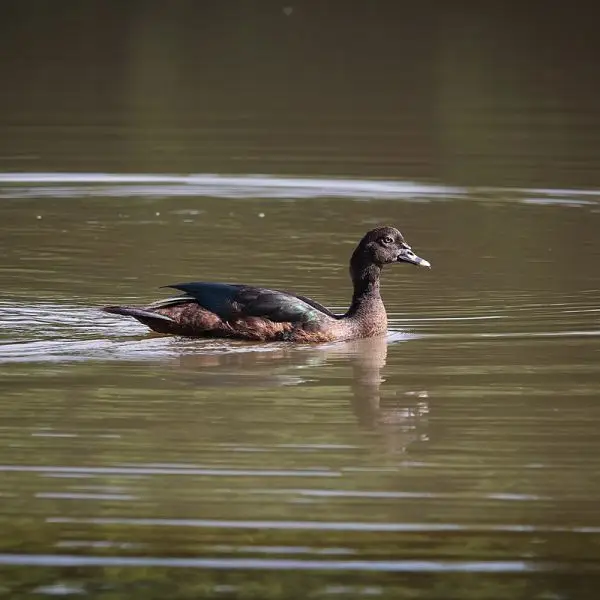 Muscovy Duck - Facts, Diet, Habitat & Pictures on Animalia.bio