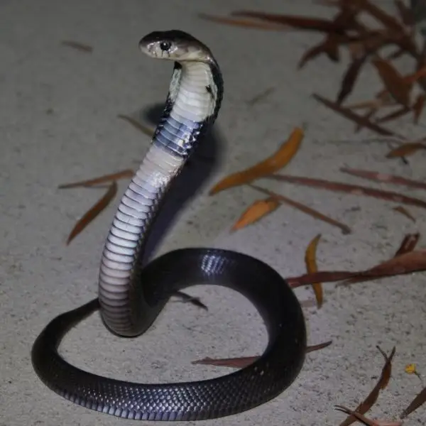 Chinese Cobra - Facts, Diet, Habitat & Pictures on Animalia.bio