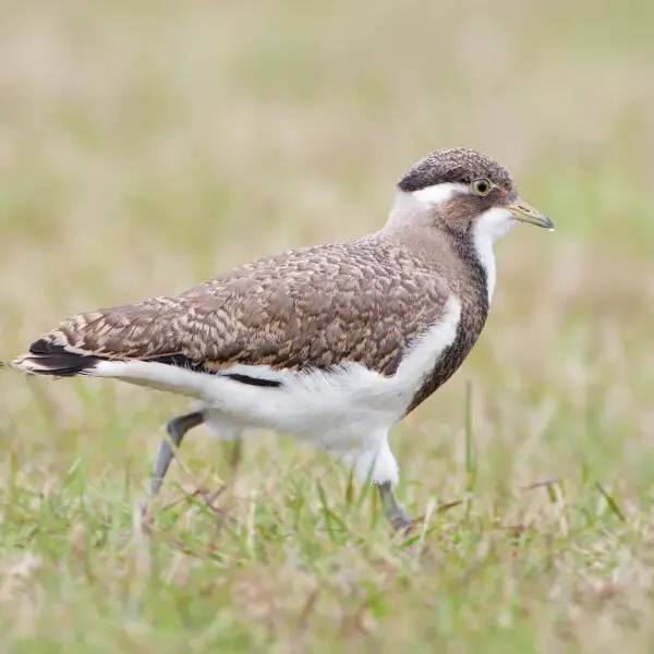 Banded lapwing - Facts, Diet, Habitat & Pictures on Animalia.bio