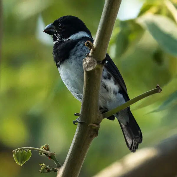 Sporophila corvina - Fatti, dieta, habitat e immagini su Animalia.bio