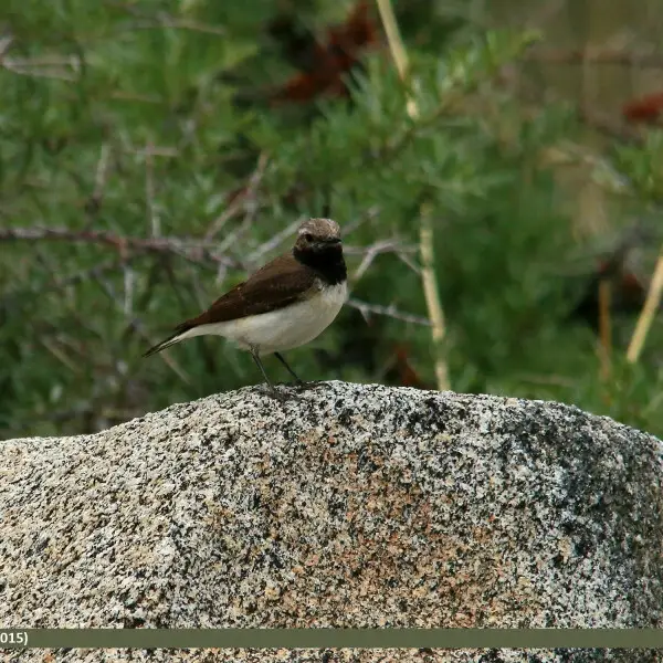 Variable wheatear - Facts, Diet, Habitat & Pictures on Animalia.bio