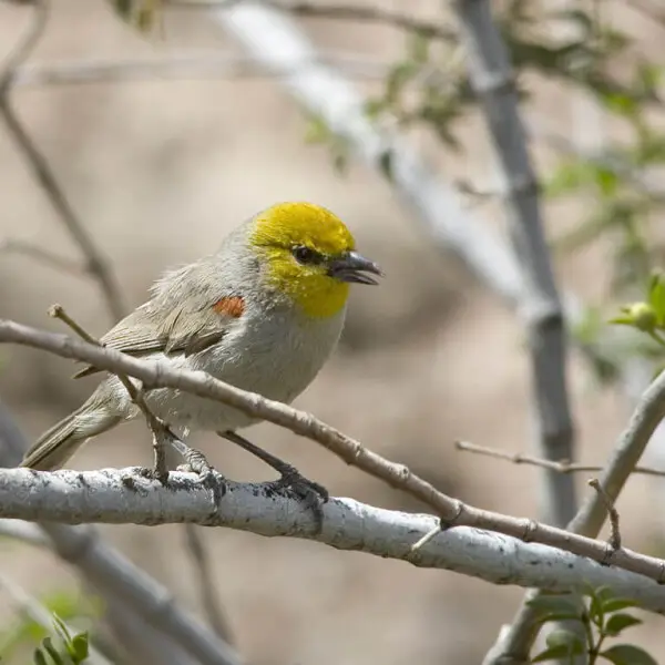 Verdin - Facts, Diet, Habitat & Pictures on Animalia.bio