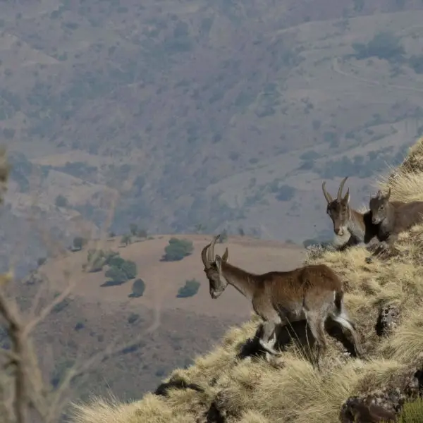 Walia Ibex - Facts, Diet, Habitat & Pictures on Animalia.bio