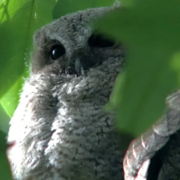 Otus lettia - Fatti, dieta, habitat e immagini su Animalia.bio