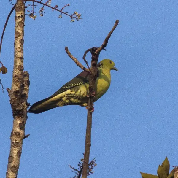 Treron sphenurus - факти, дієта, ареал і фотографії на Animalia.bio
