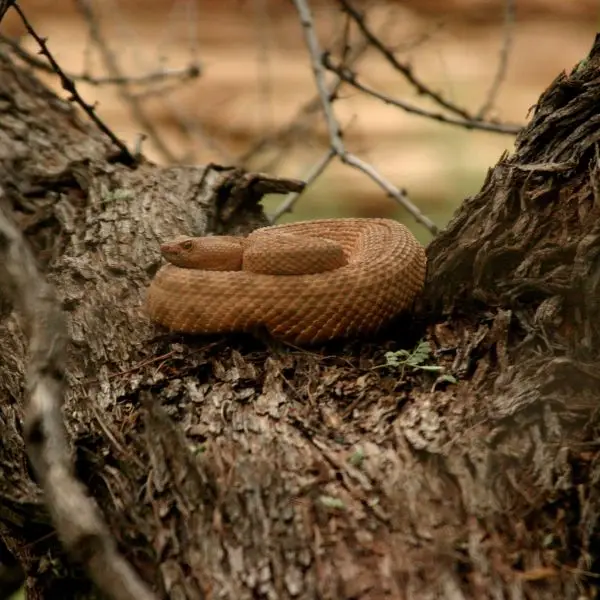 Western Rattlesnake - Facts, Diet, Habitat & Pictures on Animalia.bio