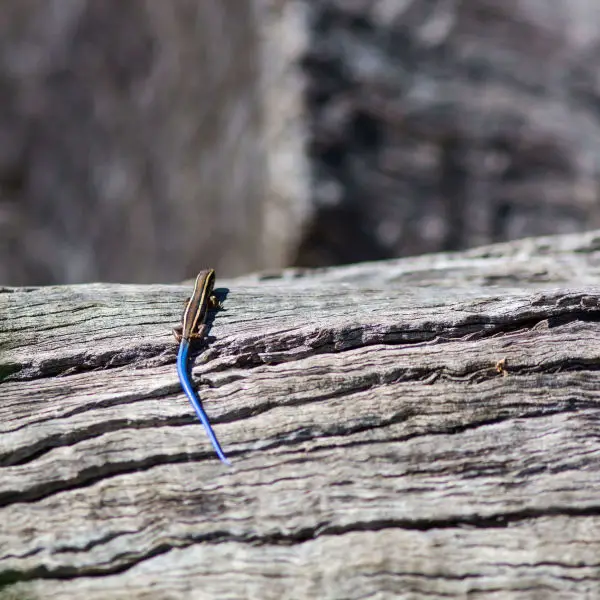 Western Skink - Facts, Diet, Habitat & Pictures on Animalia.bio