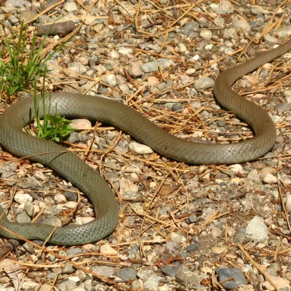 Coluber constrictor etheridgei - Facts, Diet, Habitat & Pictures on ...