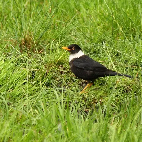 White-collared blackbird - Facts, Diet, Habitat & Pictures on Animalia.bio