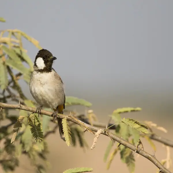 White-eared bulbul - Facts, Diet, Habitat & Pictures on Animalia.bio