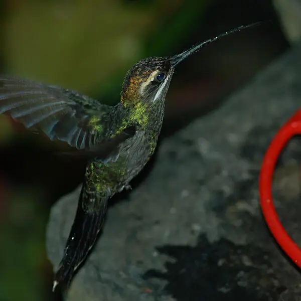 White-whiskered hermit - Facts, Diet, Habitat & Pictures on Animalia.bio