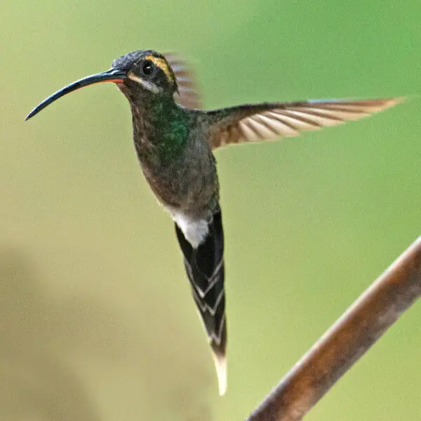 White-whiskered hermit - Facts, Diet, Habitat & Pictures on Animalia.bio