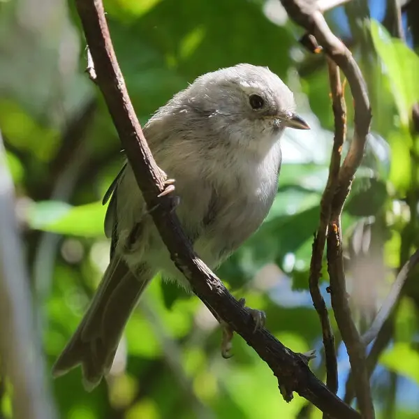 Whitehead - Facts, Diet, Habitat & Pictures on Animalia.bio