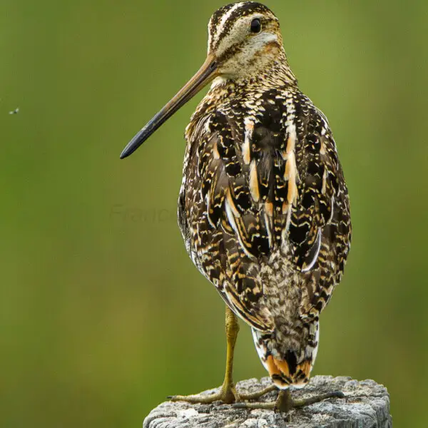 Wilson's snipe - Facts, Diet, Habitat & Pictures on Animalia.bio
