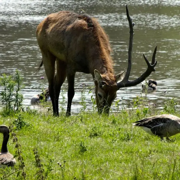 Père David's Deer - Facts, Diet, Habitat & Pictures on Animalia.bio