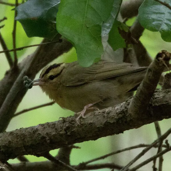 Helmitheros vermivorum - факти, дієта, ареал і фотографії на Animalia.bio