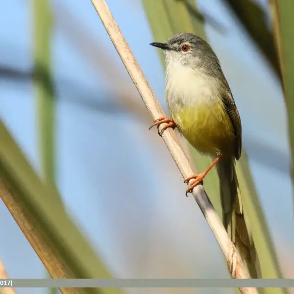 Yellow-bellied prinia - Facts, Diet, Habitat & Pictures on Animalia.bio