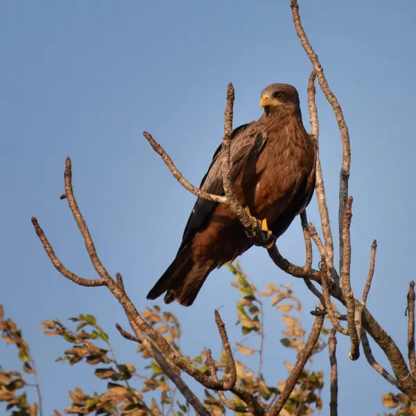 Yellow-billed kite - Facts, Diet, Habitat & Pictures on Animalia.bio