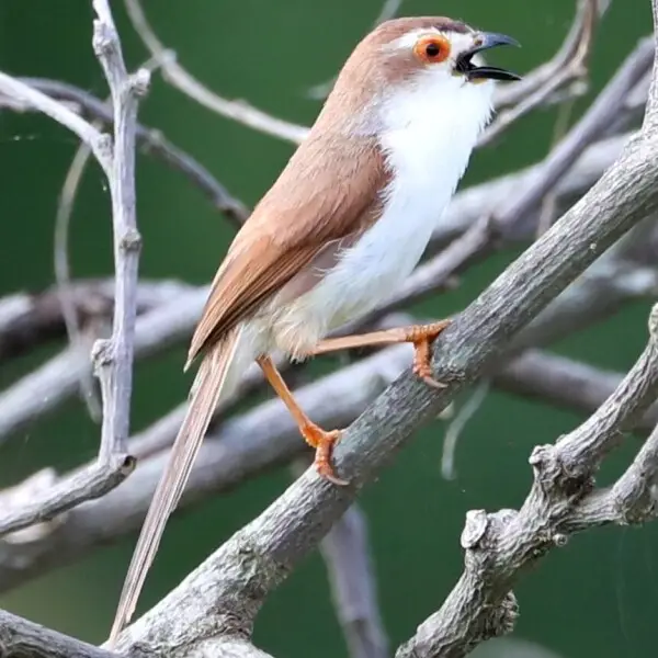 Yellow-eyed babbler - Facts, Diet, Habitat & Pictures on Animalia.bio