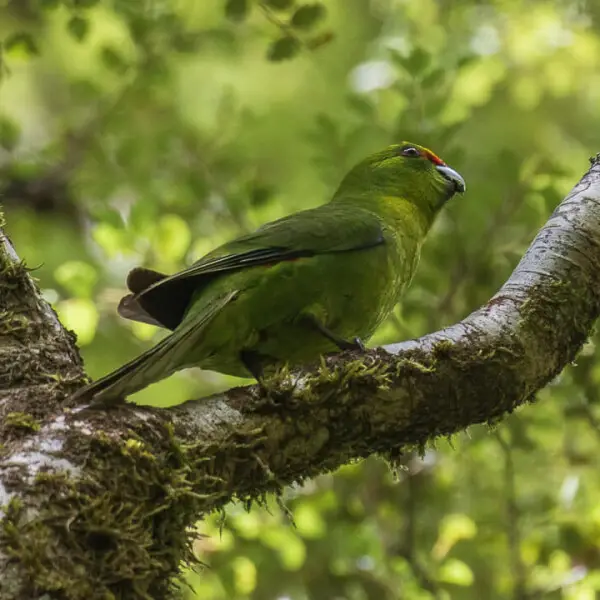 Cyanoramphus auriceps - факти, дієта, ареал і фотографії на Animalia.bio