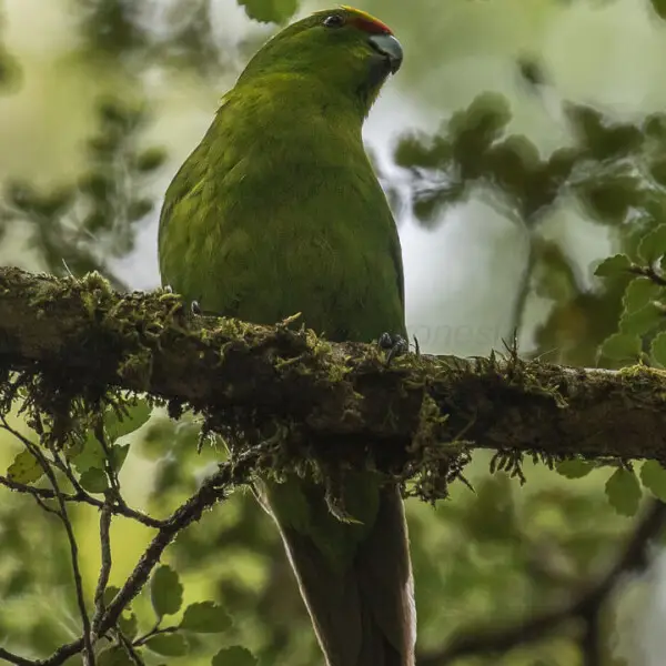 Yellow-crowned parakeet - Facts, Diet, Habitat & Pictures on Animalia.bio