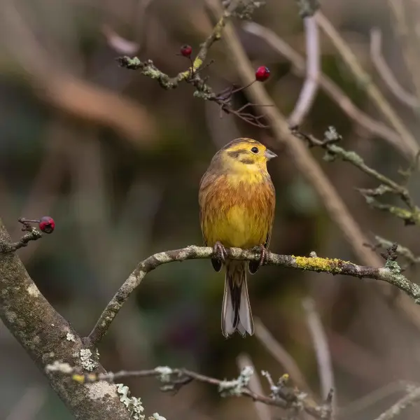 Yellowhammer - Facts, Diet, Habitat & Pictures on Animalia.bio