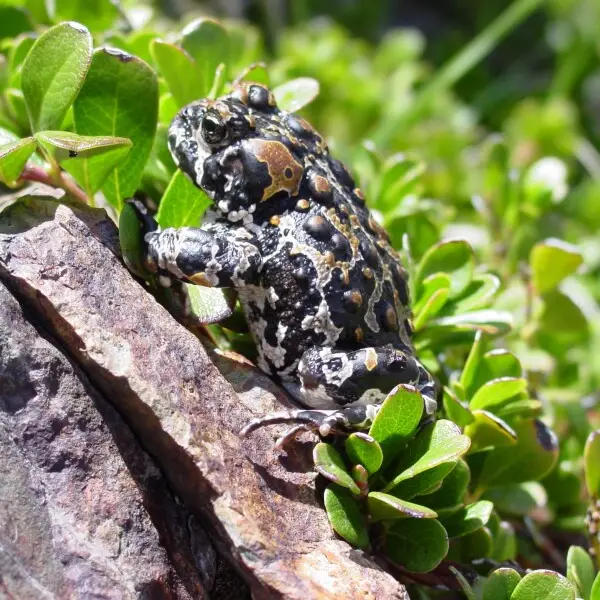 Yosemite toad - Facts, Diet, Habitat & Pictures on Animalia.bio