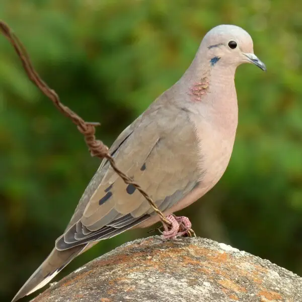 Zenaida auriculata - Facts, Diet, Habitat & Pictures on Animalia.bio