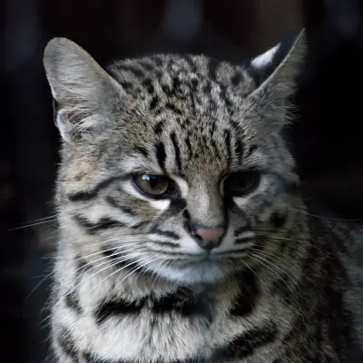 Animalia - Online Animals Encyclopedia