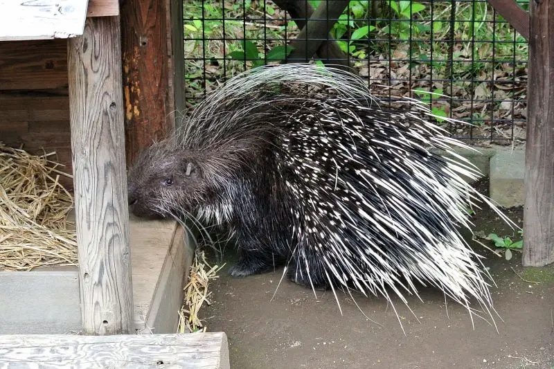 Crested Porcupine - Facts, Diet, Habitat & Pictures on Animalia.bio