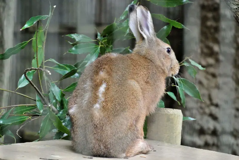 Japanese Hare - Facts, Diet, Habitat & Pictures on Animalia.bio