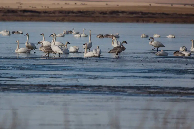Tundra Swan - Facts, Diet, Habitat & Pictures on Animalia.bio
