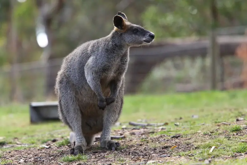 Swamp Wallaby - Facts, Diet, Habitat & Pictures on Animalia.bio