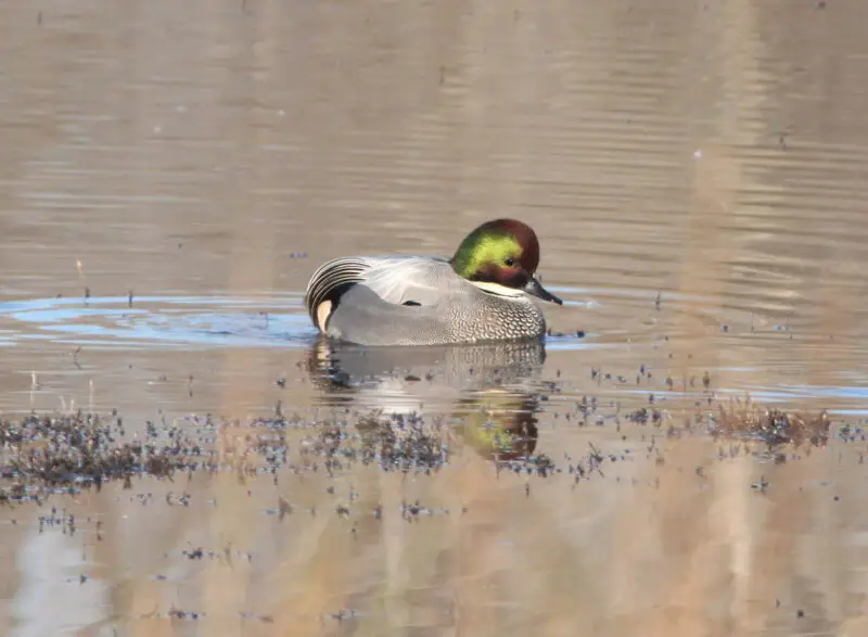 Falcated duck - Facts, Diet, Habitat & Pictures on Animalia.bio