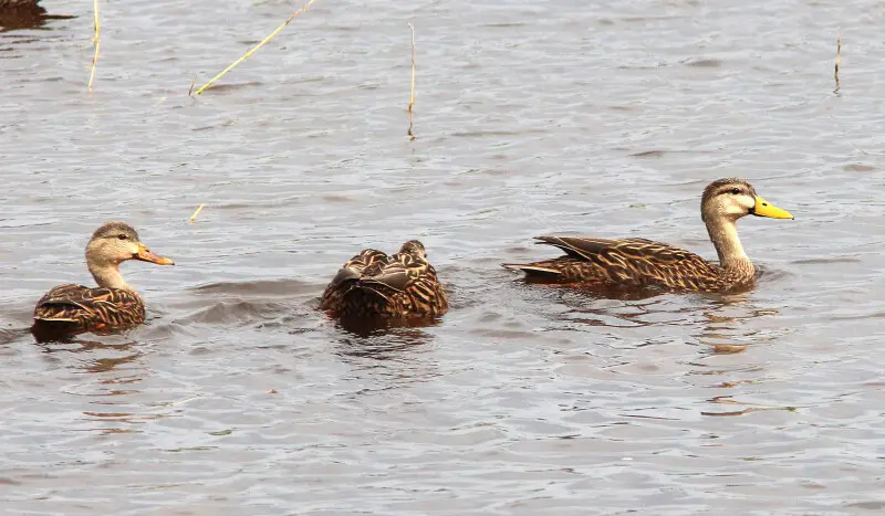 Mottled duck - Facts, Diet, Habitat & Pictures on Animalia.bio