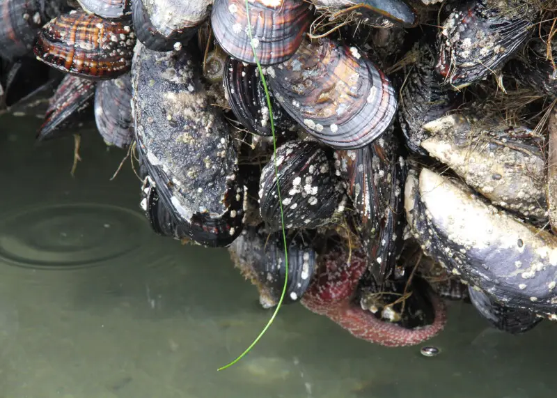 Mytilus californianus - факти, дієта, ареал і фотографії на Animalia.bio