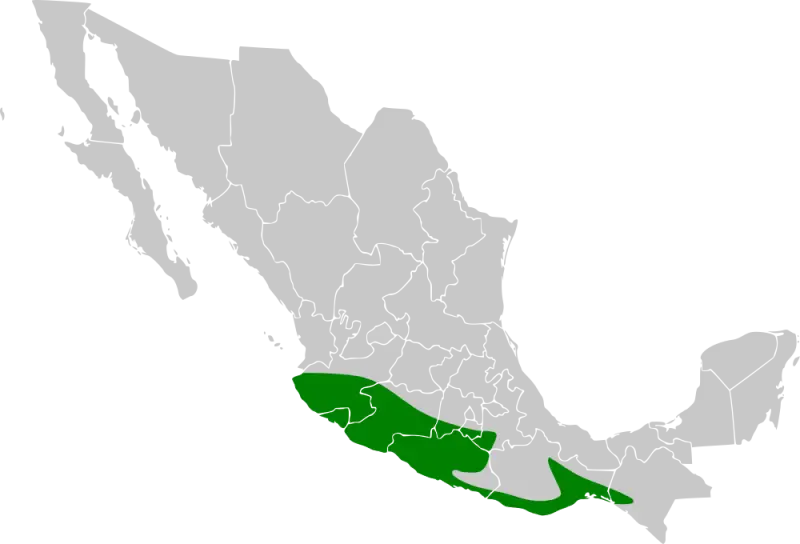 West Mexican chachalaca - Facts, Diet, Habitat & Pictures on Animalia.bio