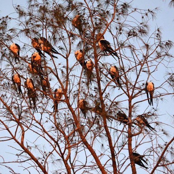 Swallow-Tailed Kite - Facts, Diet, Habitat & Pictures on Animalia.bio